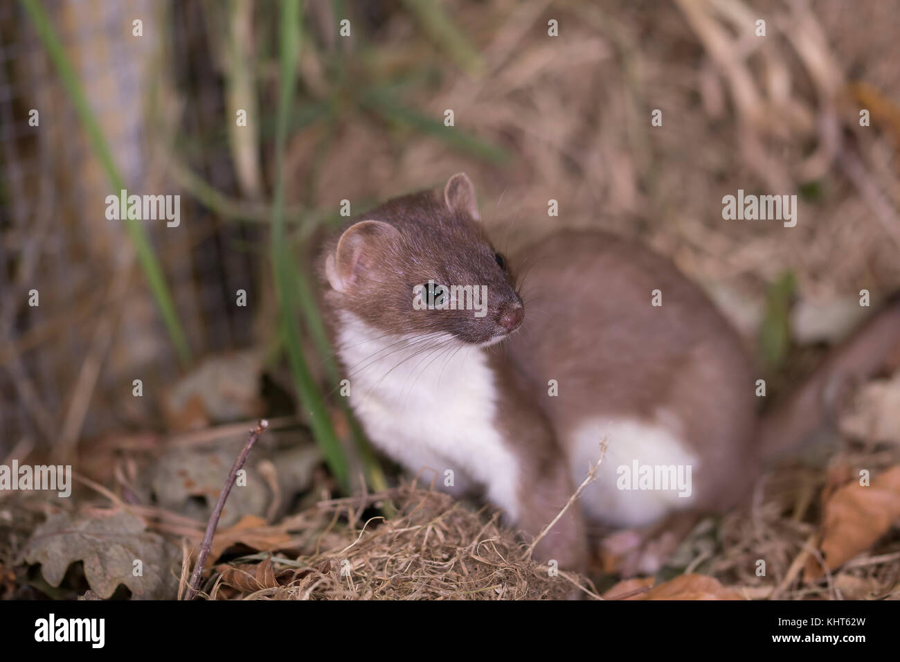 Weasel face hi-res stock photography and images - Alamy