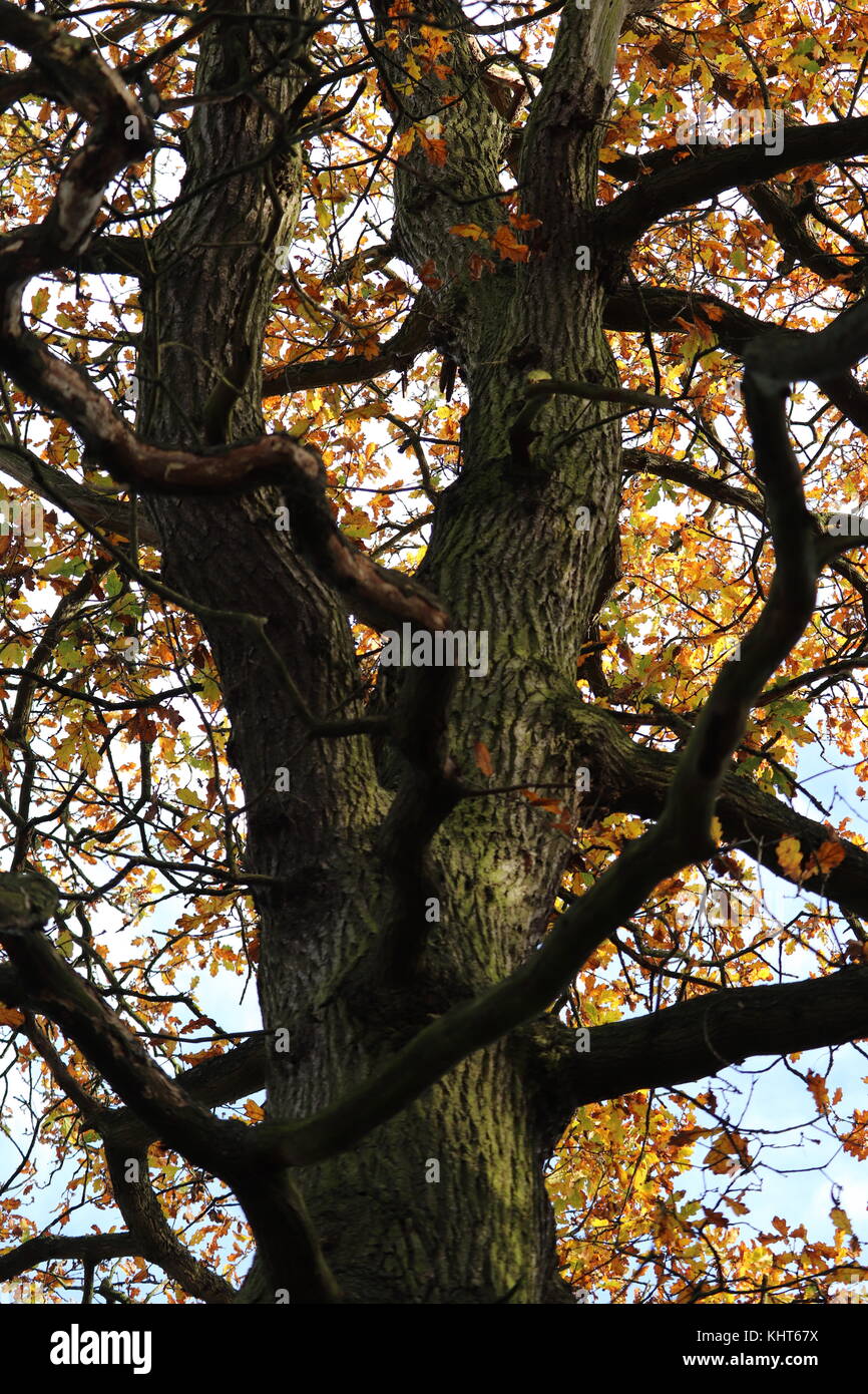 Thick trunk tree autumn Stock Photo - Alamy