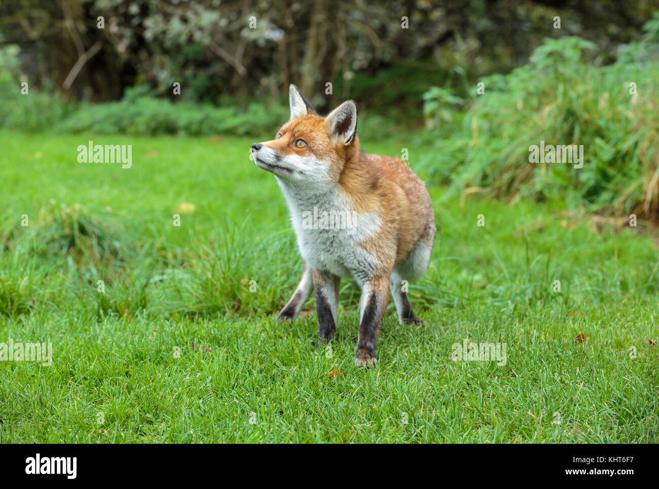A Red fox Stock Photo - Alamy