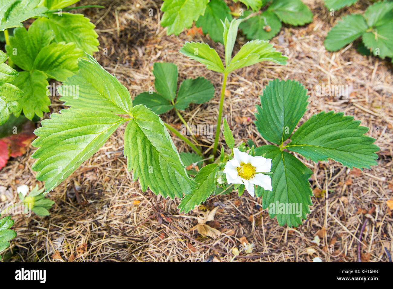 Spring flowering strawberries Stock Photo - Alamy