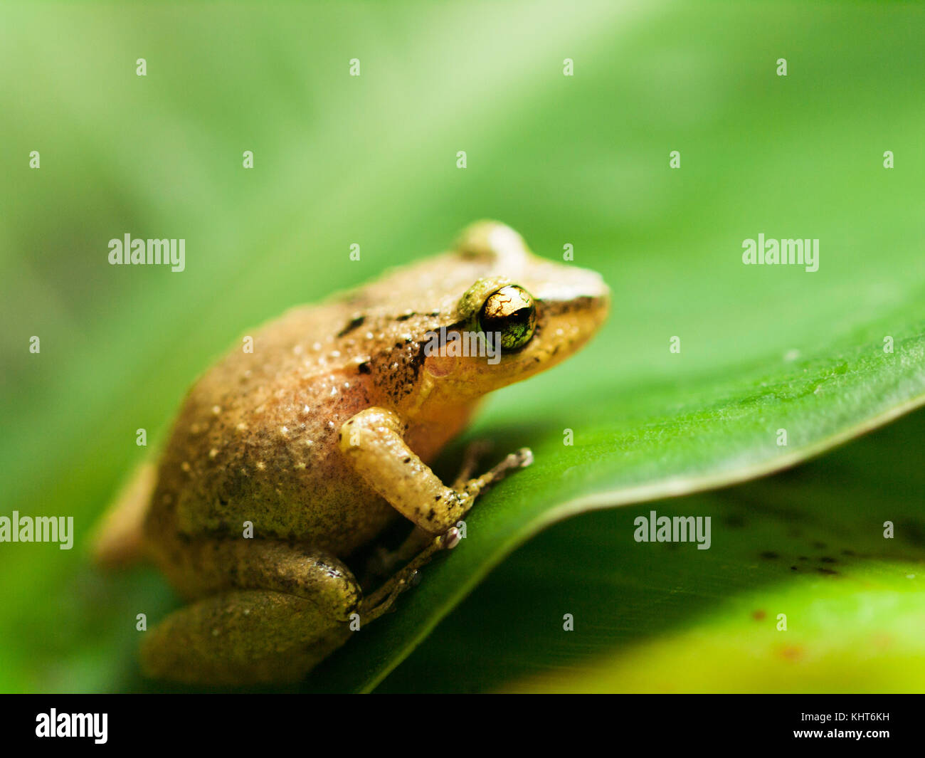White lipped Tree frog on the leaf - Rhacophorus Leucomystax Stock ...