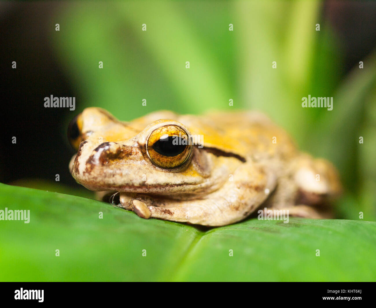 White lipped Tree frog on the leaf - Hyla leucomystax Stock Photo - Alamy