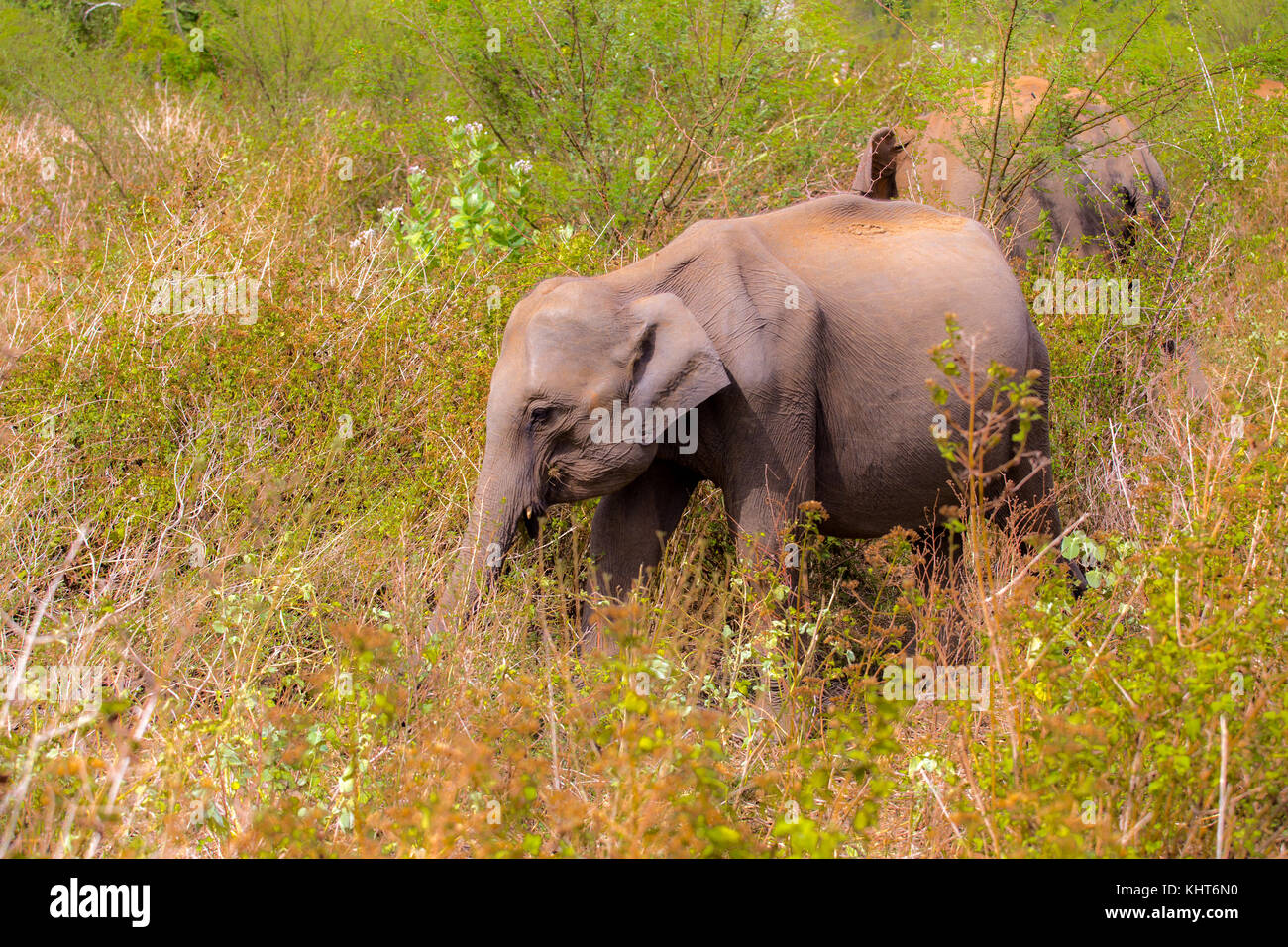 Tuskless elephants hi-res stock photography and images - Alamy