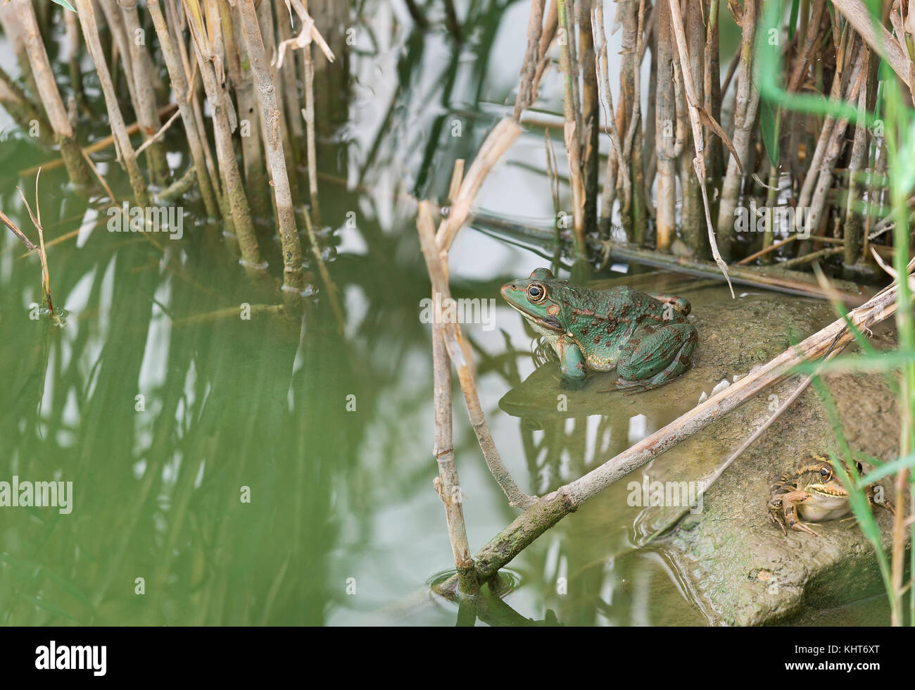 beautiful green frog on the lake Stock Photo - Alamy
