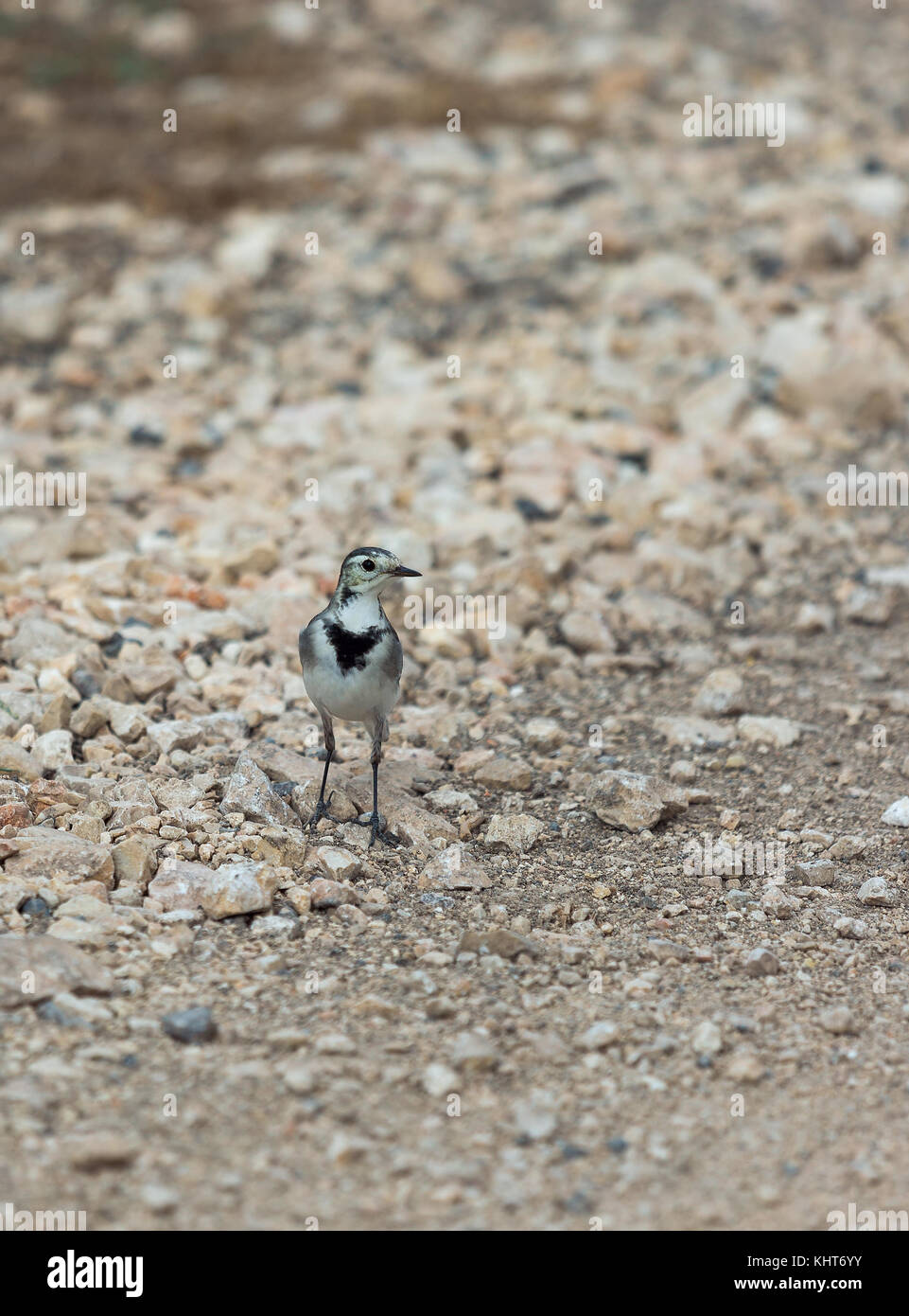 Beautiful small bird closeup hi-res stock photography and images - Alamy