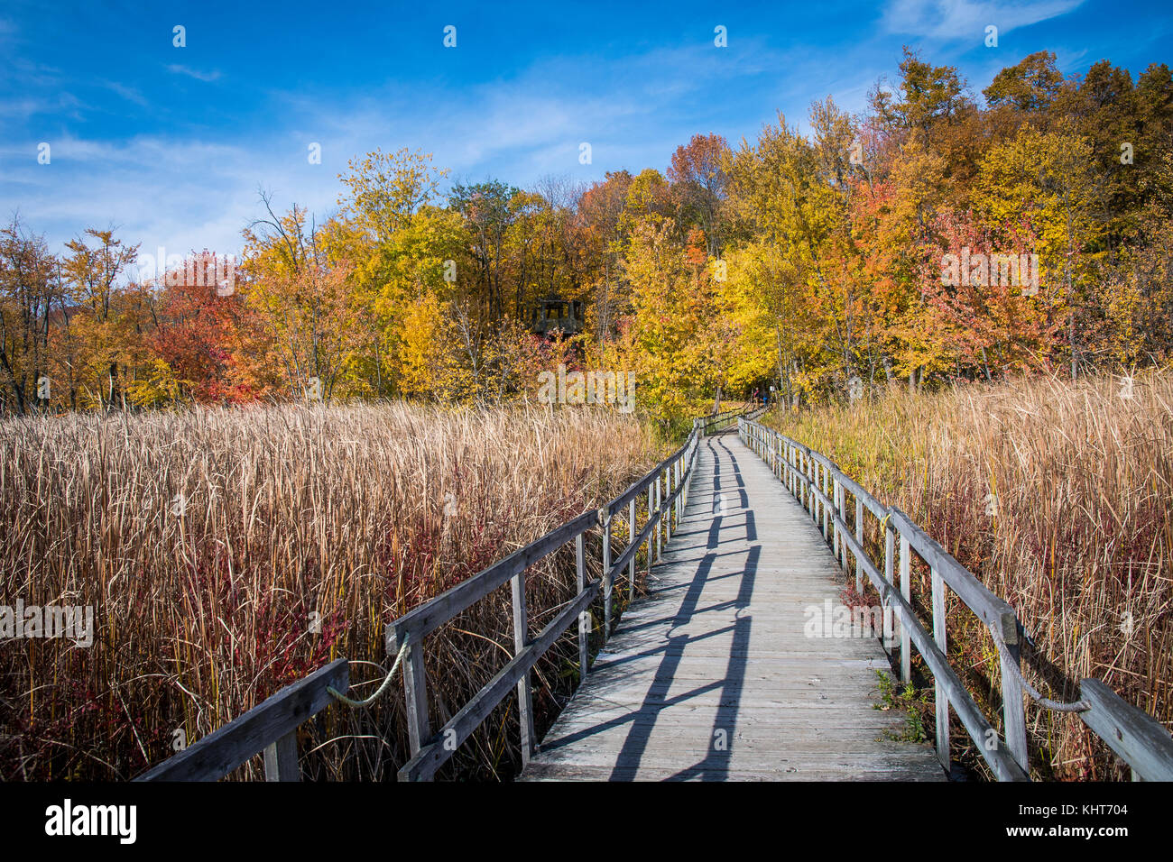 Exploring marsh on boardwalk Stock Photo - Alamy