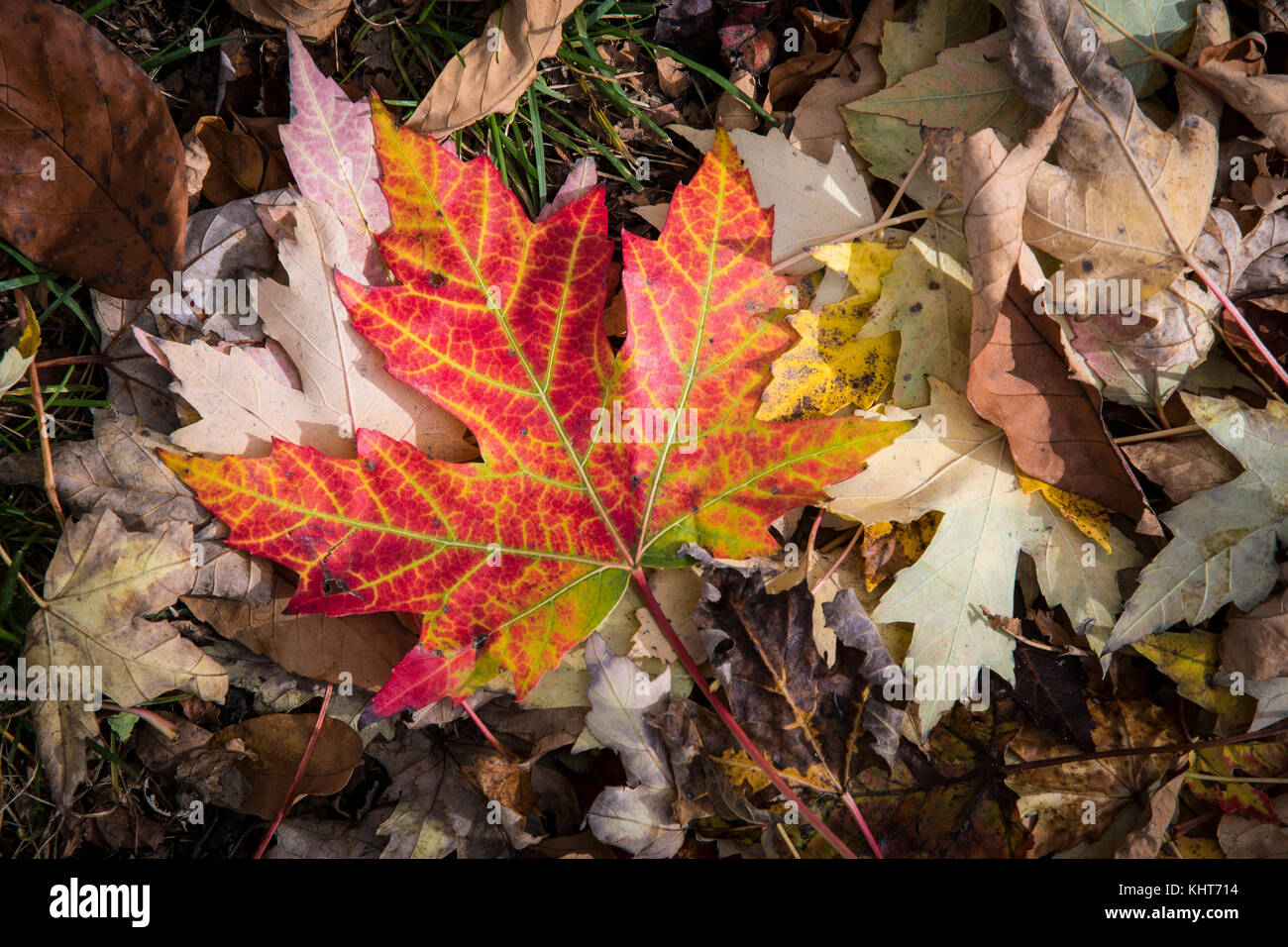 Vibrant autumn leaves Stock Photo - Alamy