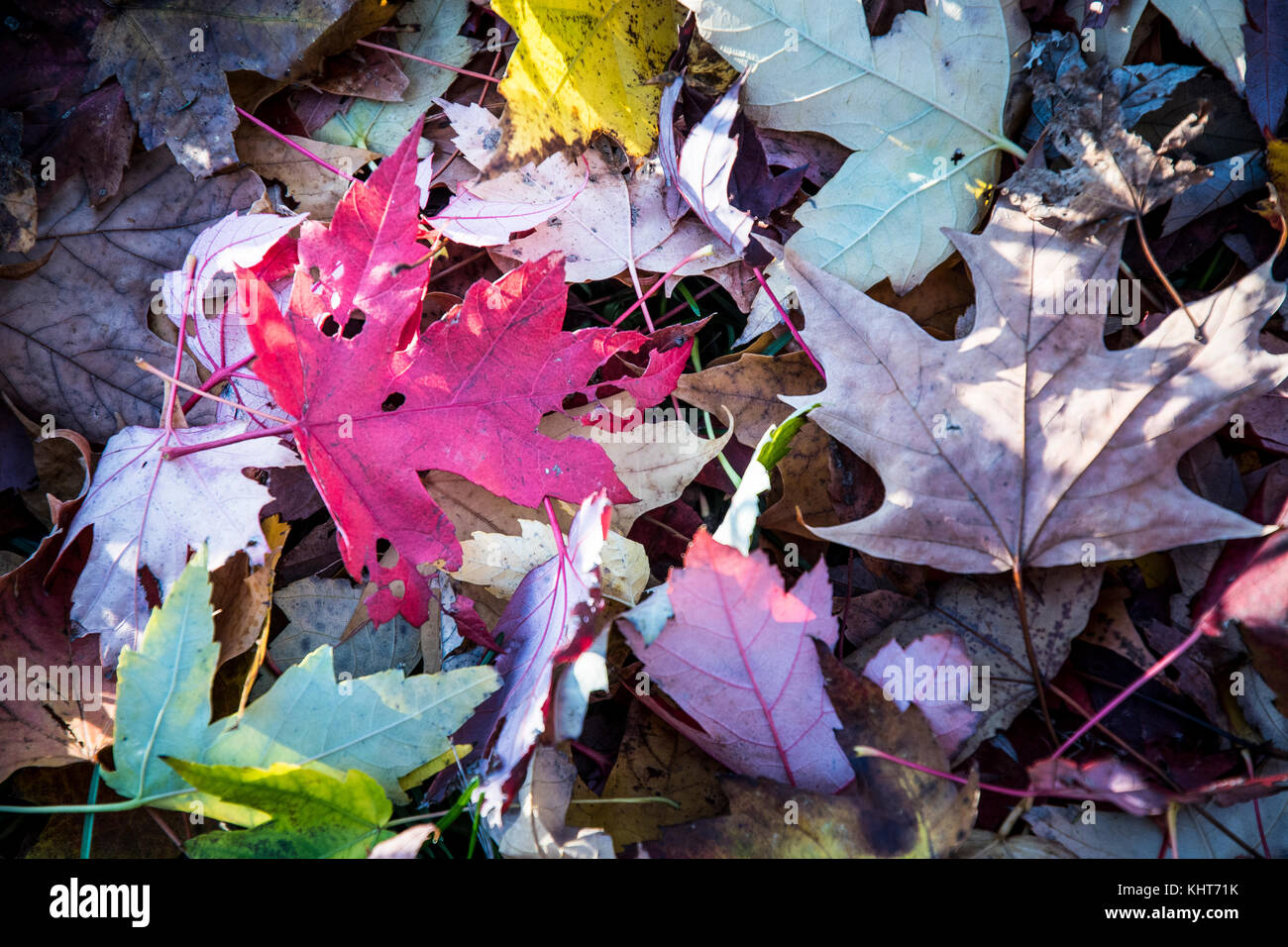 Vibrant autumn leaves Stock Photo - Alamy