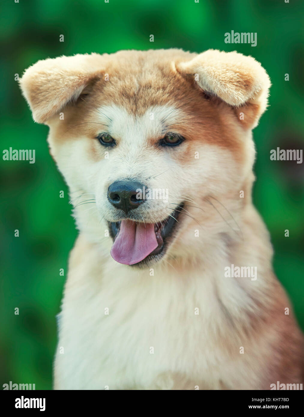 Close up on Akita inu puppy purebreed dog face Stock Photo - Alamy