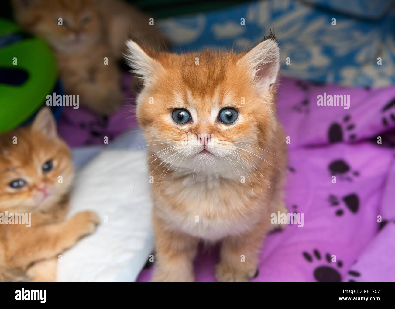 Two red little kittens on the rug Stock Photo - Alamy