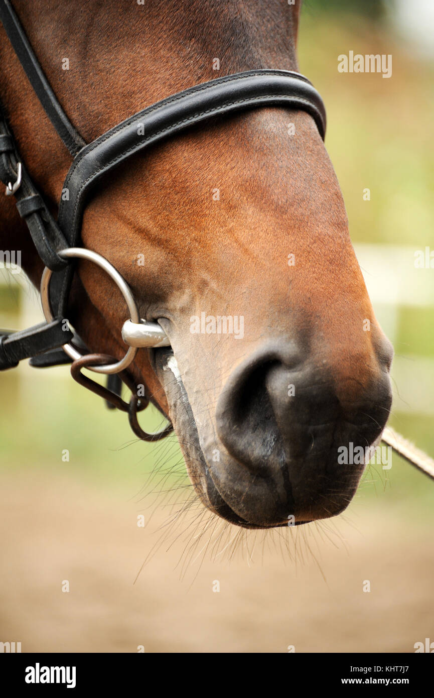 Horse head portrait in harness close up Stock Photo - Alamy