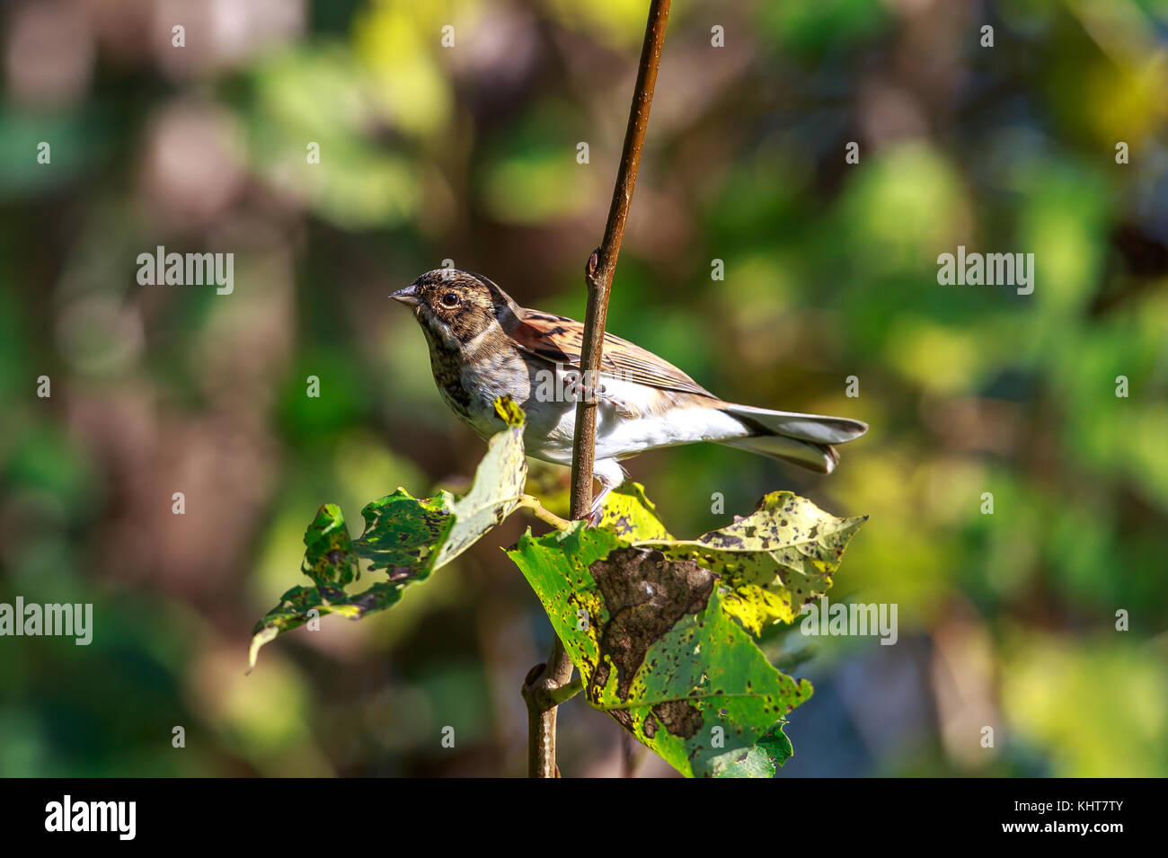 A Common bunting Stock Photo - Alamy