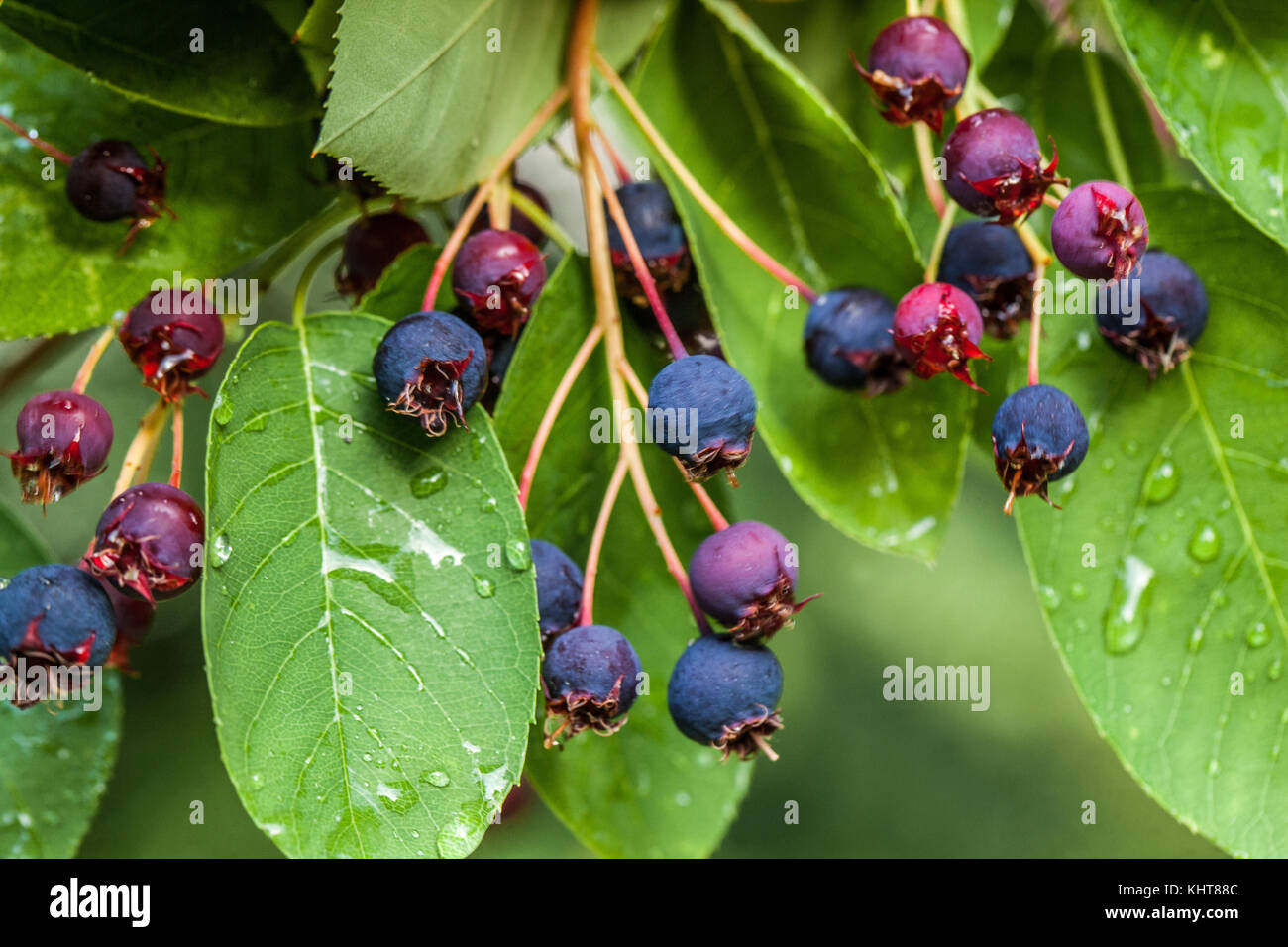 Amelanchier lamarckii hi-res stock photography and images - Alamy
