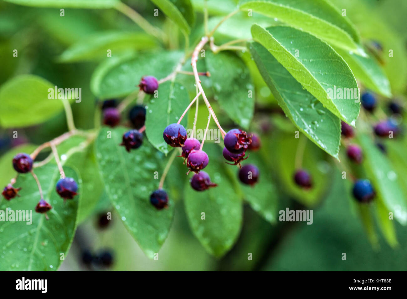 Amelanchier lamarckii fruit hi-res stock photography and images - Alamy
