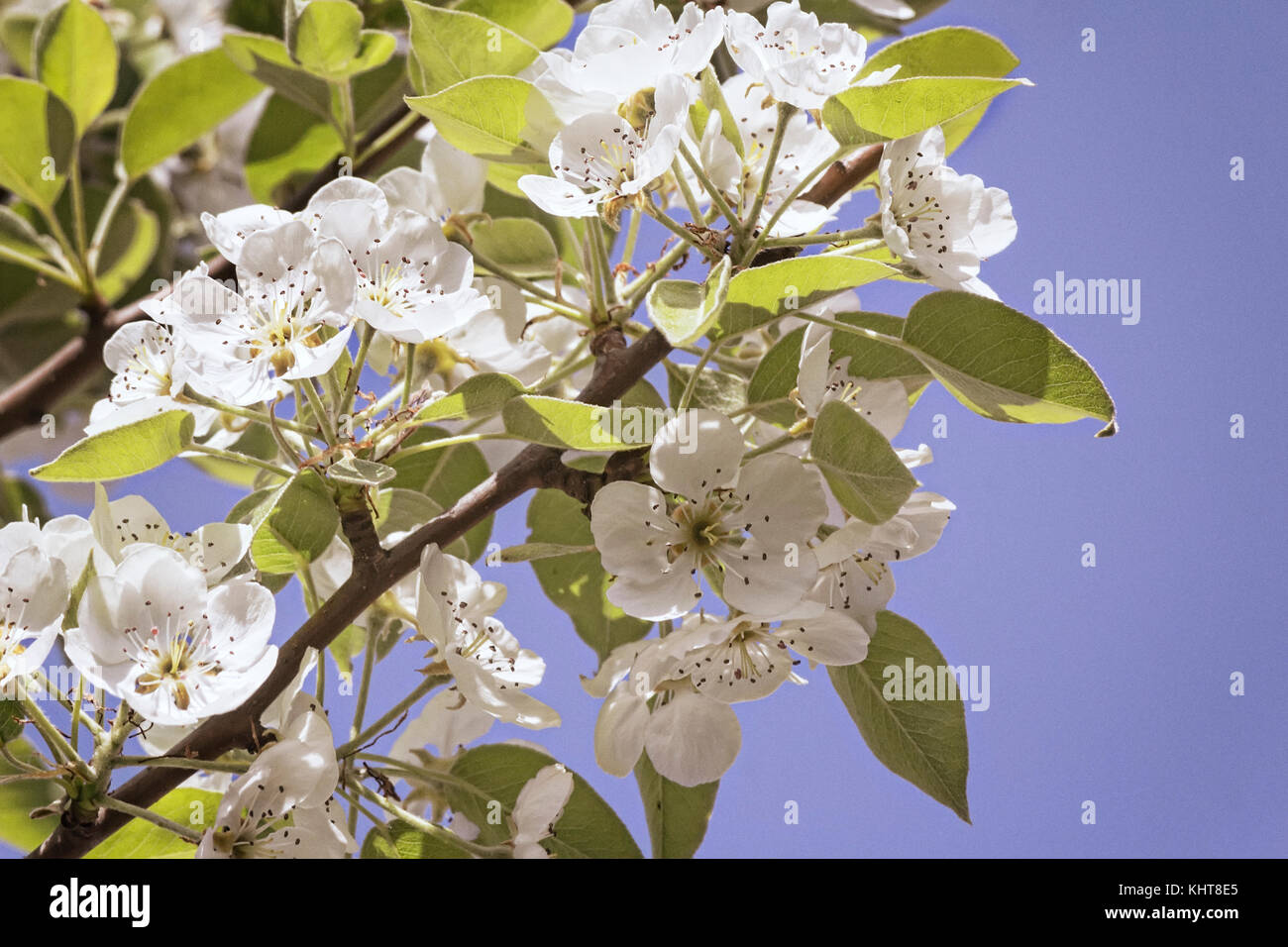The pear tree with lots of pink and white flowers and buds in a green ...
