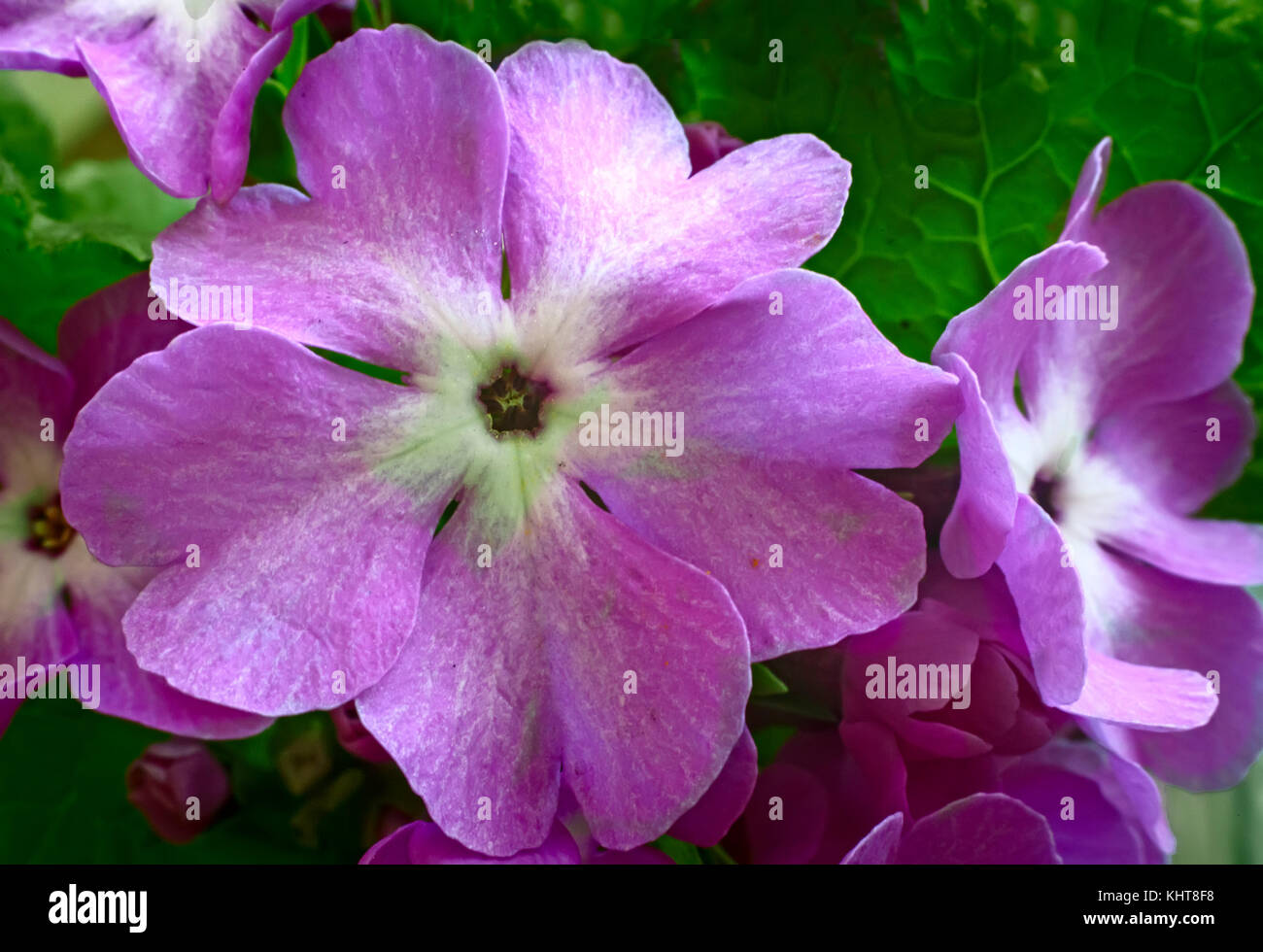 The pink flowers of a primrose shined with the sun, are photographed by ...