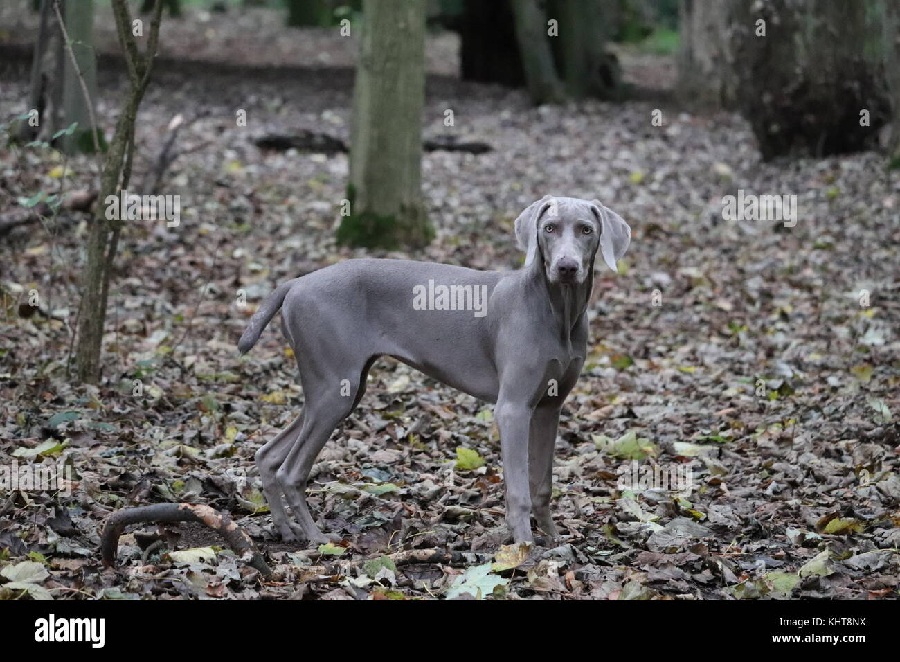 Weimaraner with tail hi-res stock photography and images - Alamy