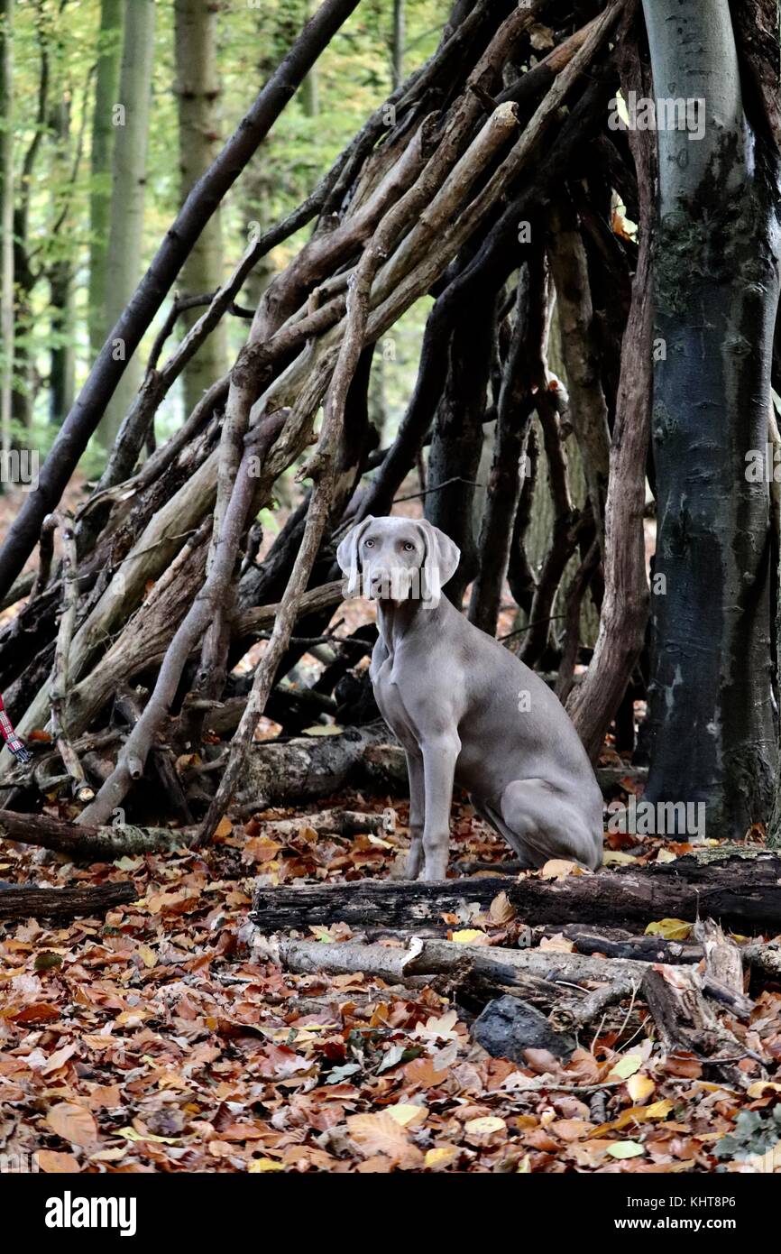 Weimaraner with tail hi-res stock photography and images - Alamy