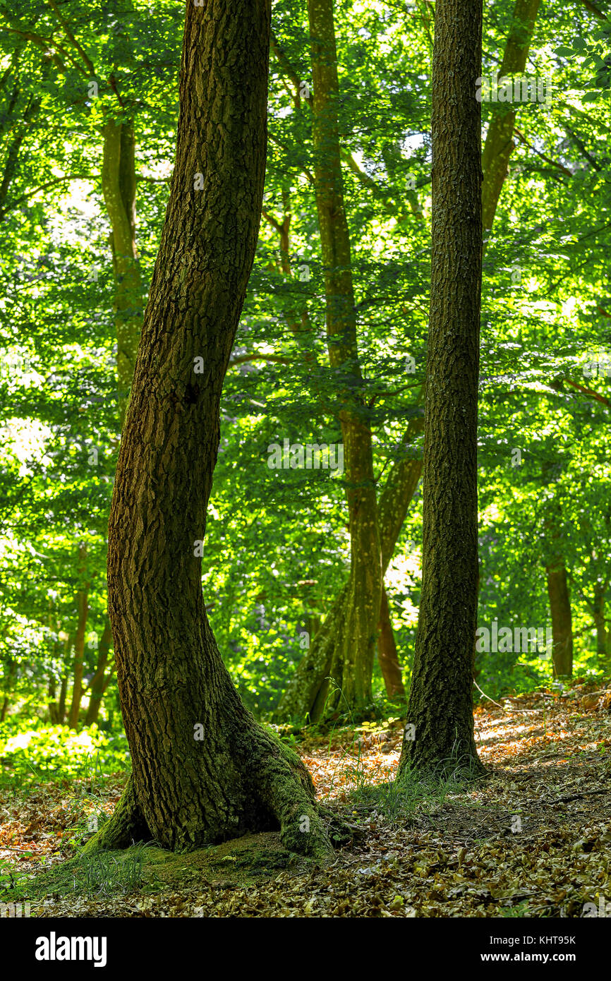 Green oak forest in spring time Stock Photo - Alamy