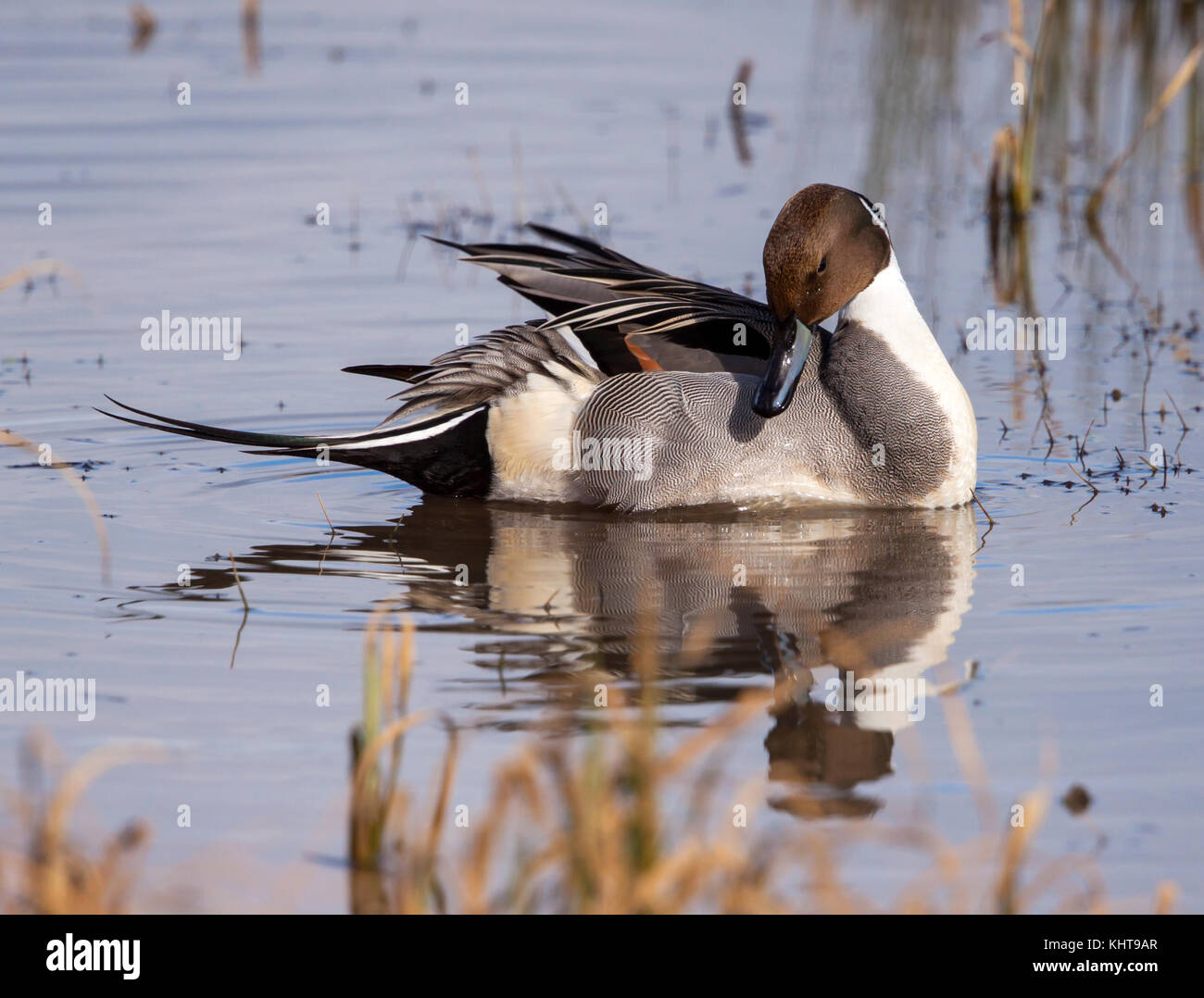 Northern Pintail Migration High Resolution Stock Photography and Images ...