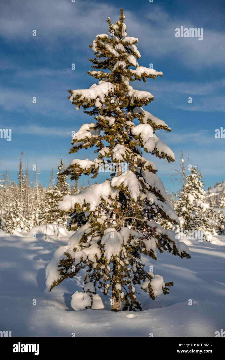 Single pine tree in winter with blue sky and clouds Stock Photo - Alamy