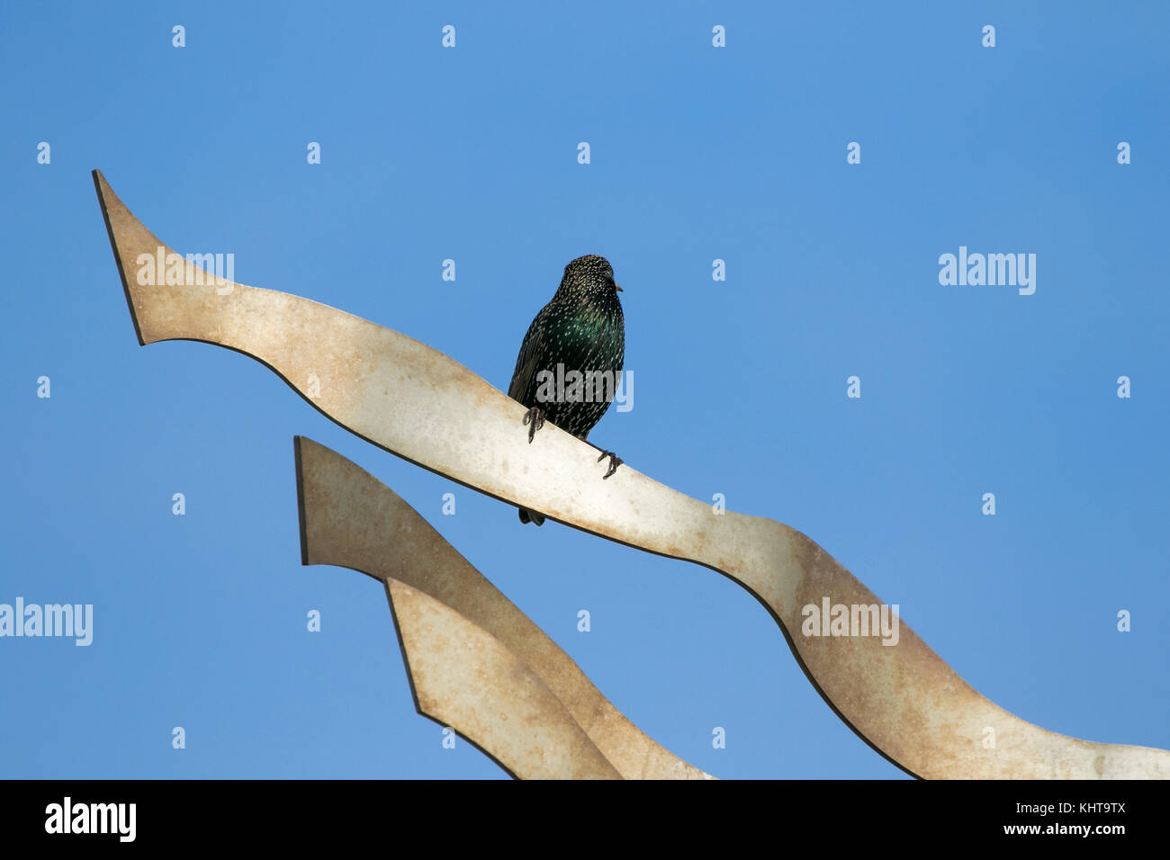 flock fly animal starling flight swarm bird dusk murmuration blackpool ...
