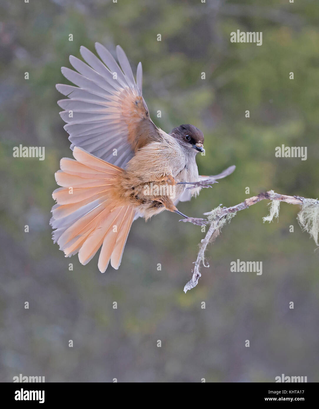 Siberian Jay in flight landing on a small branch Stock Photo - Alamy