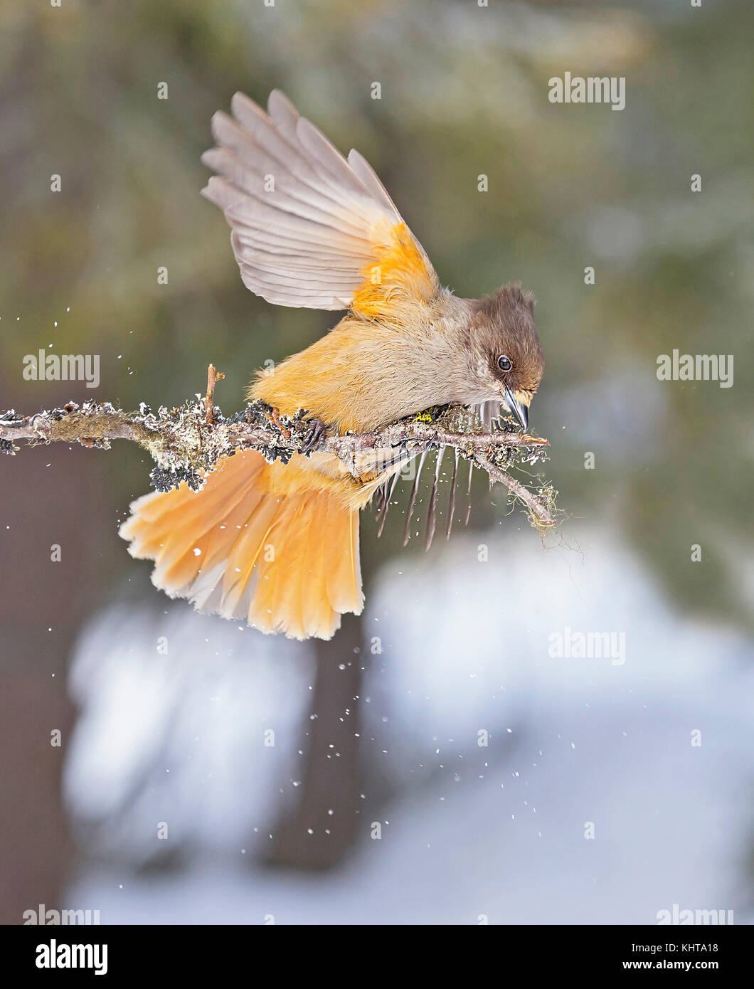 Siberian Jay in flight landing on a small branch Stock Photo - Alamy