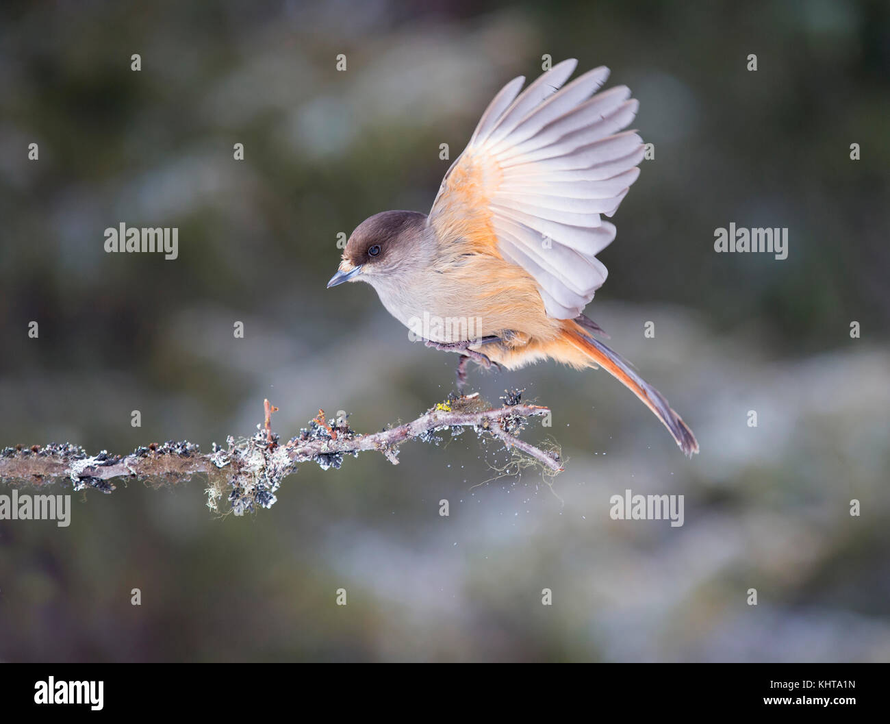 Siberian Jay in flight landing on a small branch Stock Photo - Alamy