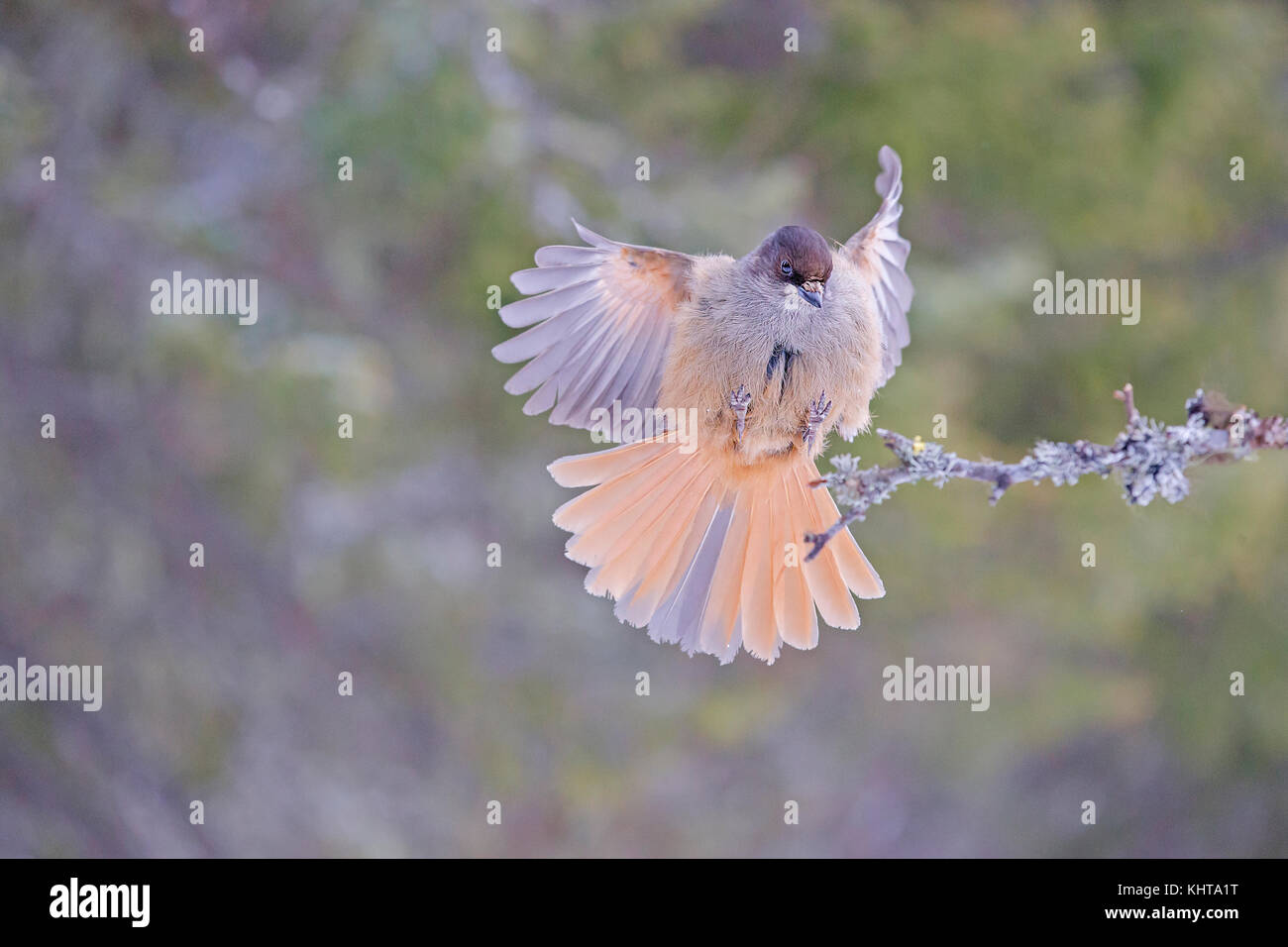 Siberian Jay in flight landing on a small branch Stock Photo - Alamy