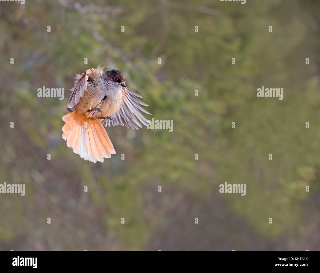 Siberian Jay in flight landing on a small branch Stock Photo - Alamy