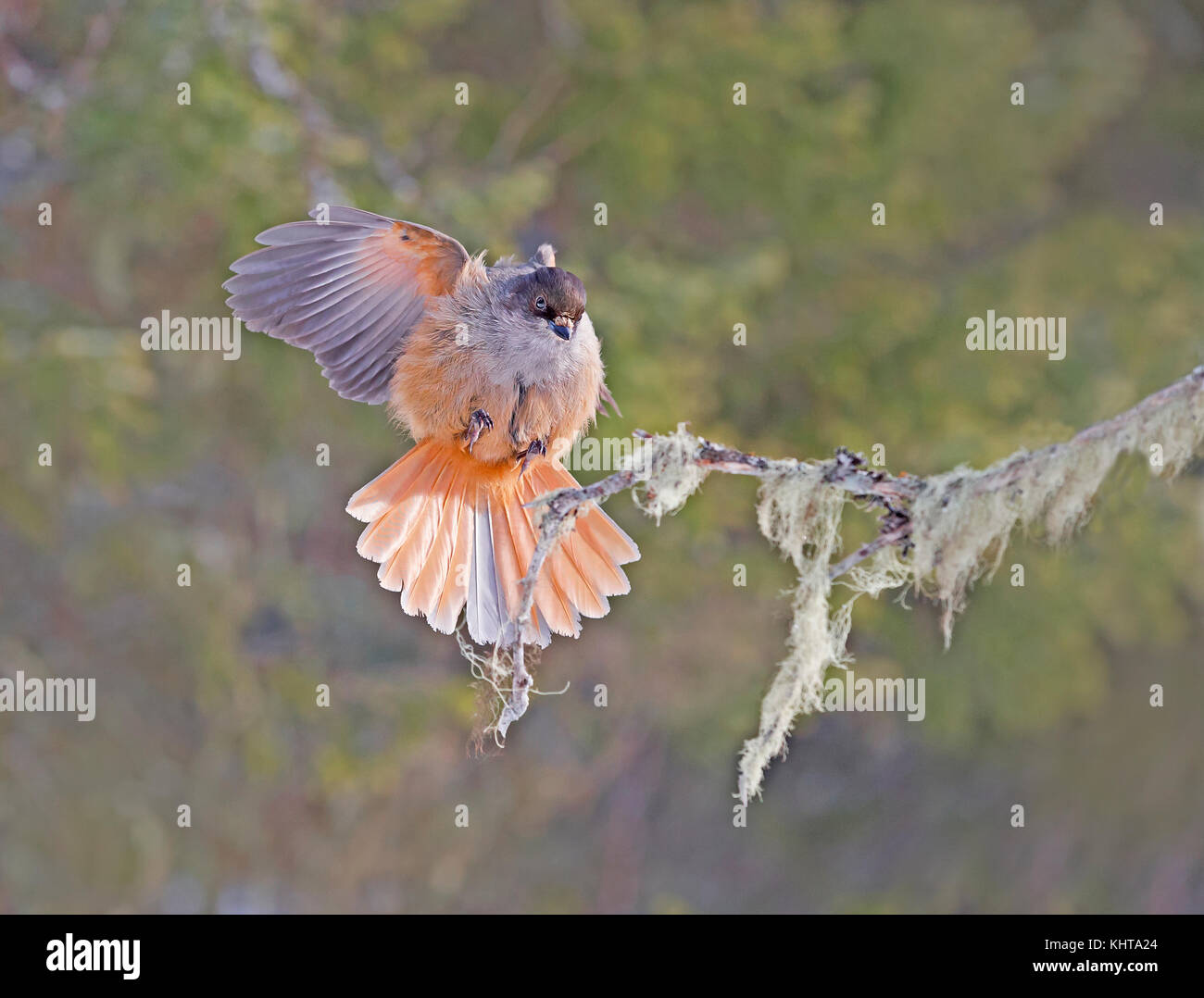 Siberian Jay in flight landing on a small branch Stock Photo - Alamy