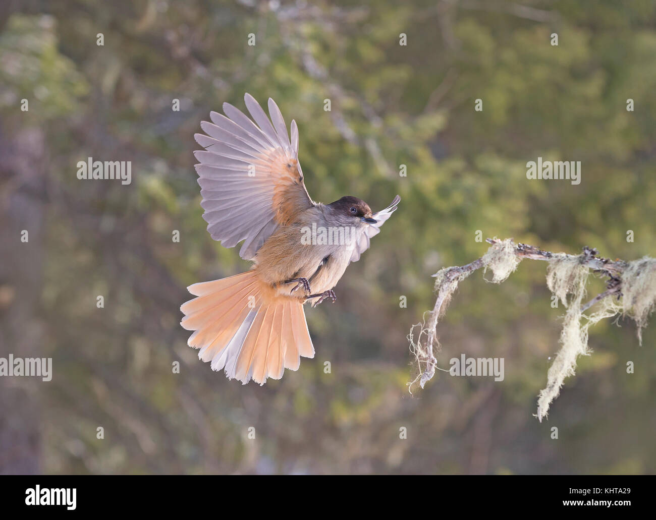 Siberian Jay in flight landing on a small branch Stock Photo - Alamy