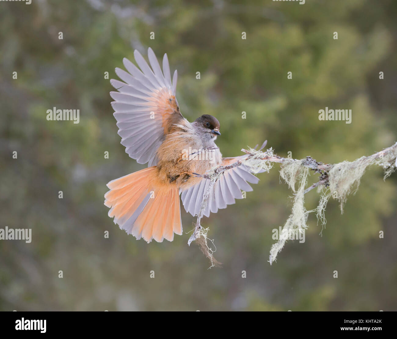 Siberian Jay in flight landing on a small branch Stock Photo - Alamy
