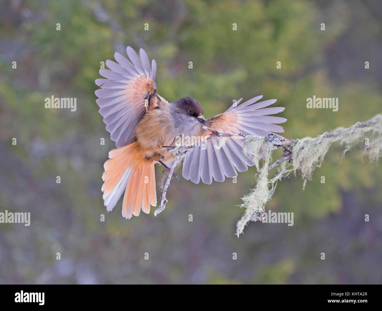 Siberian Jay in flight landing on a small branch Stock Photo - Alamy