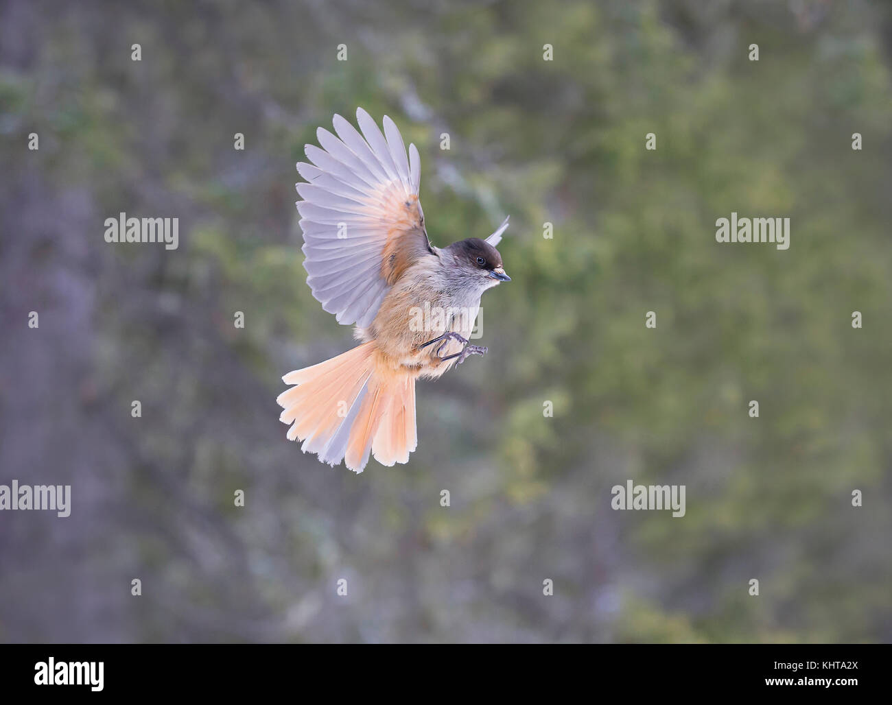 Siberian Jay in flight landing on a small branch Stock Photo - Alamy