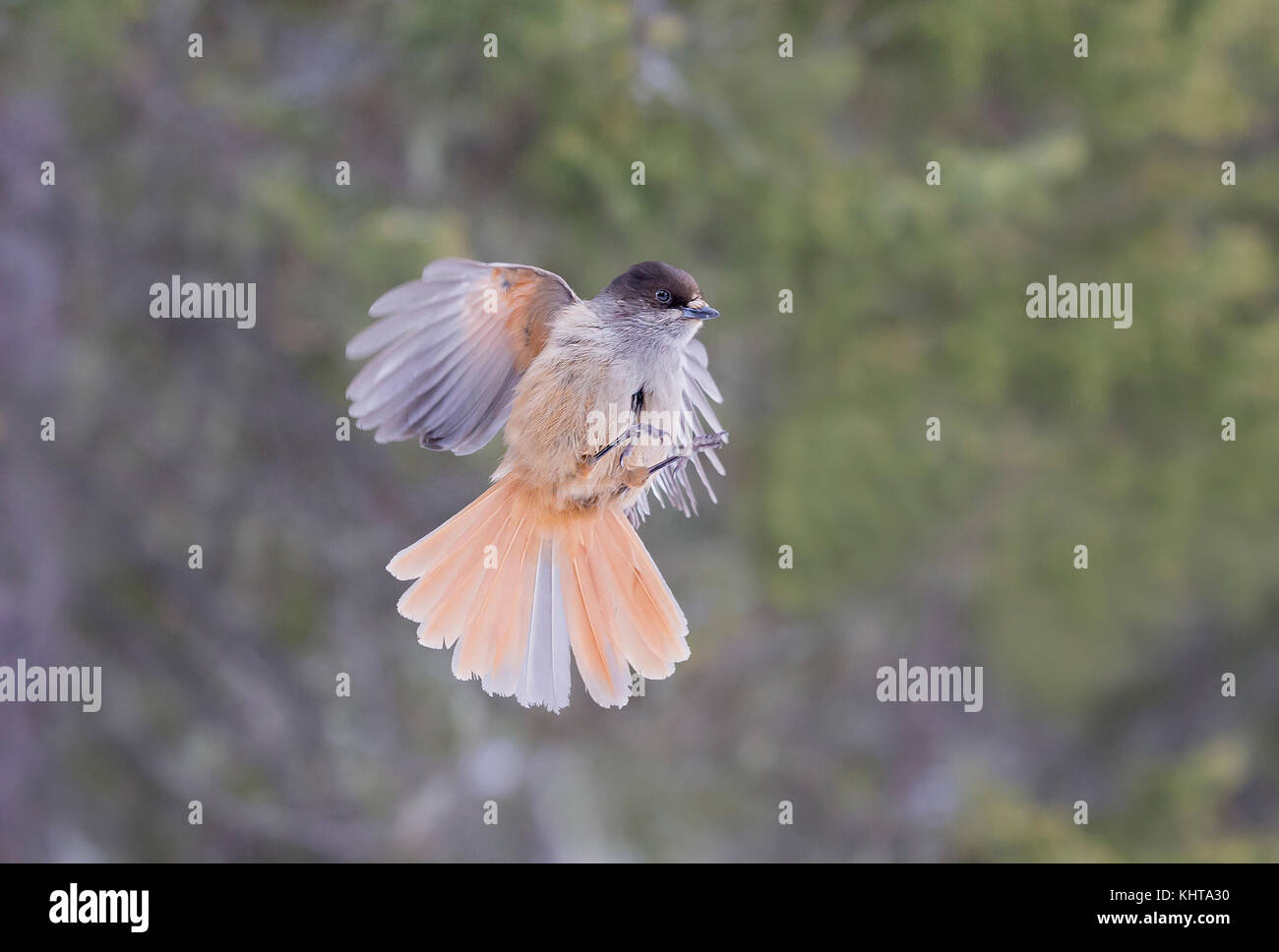 Siberian Jay in flight landing on a small branch Stock Photo - Alamy