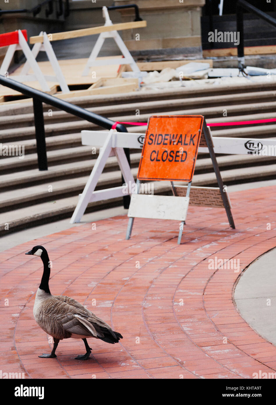 bird walking near sidewalk closed sign. Calgary alberta Canada Stock ...