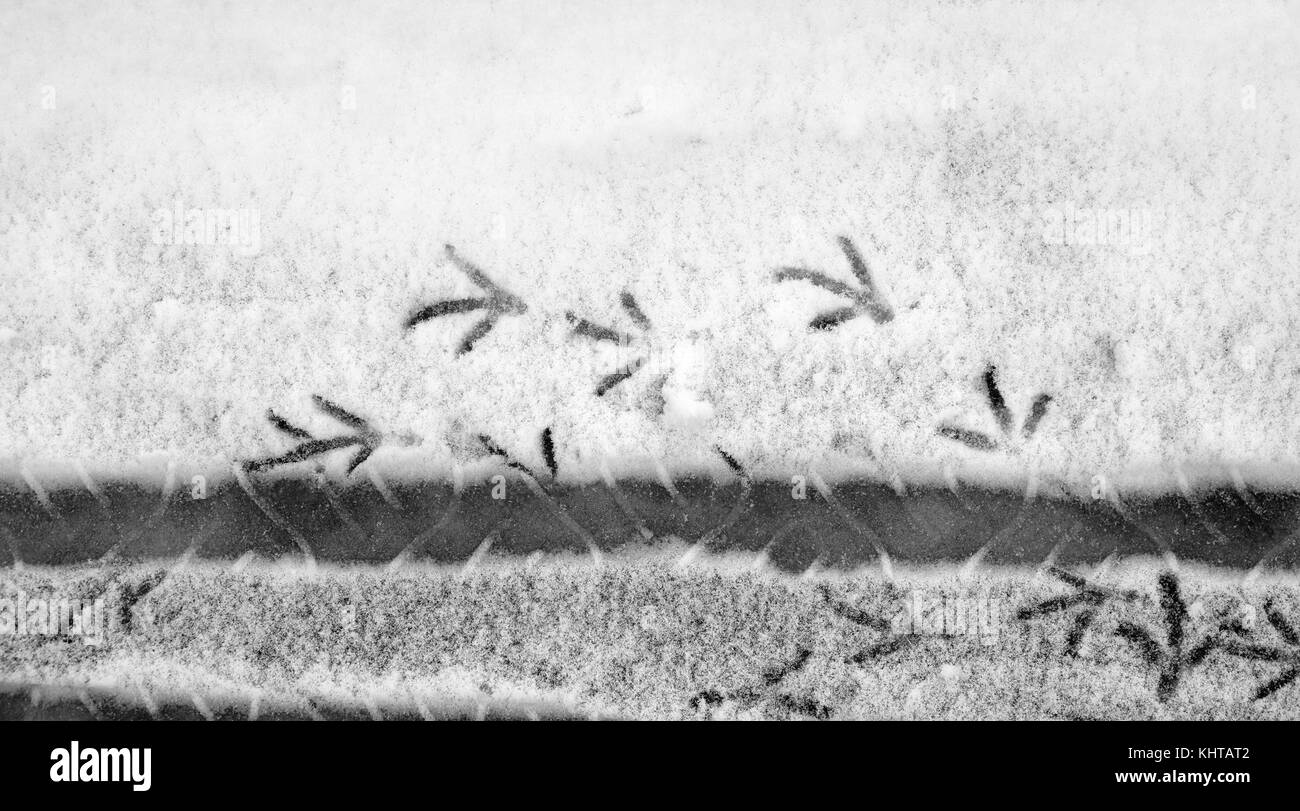 Footprints in the snow. Footprints on the first snow. Imprint an Stock ...