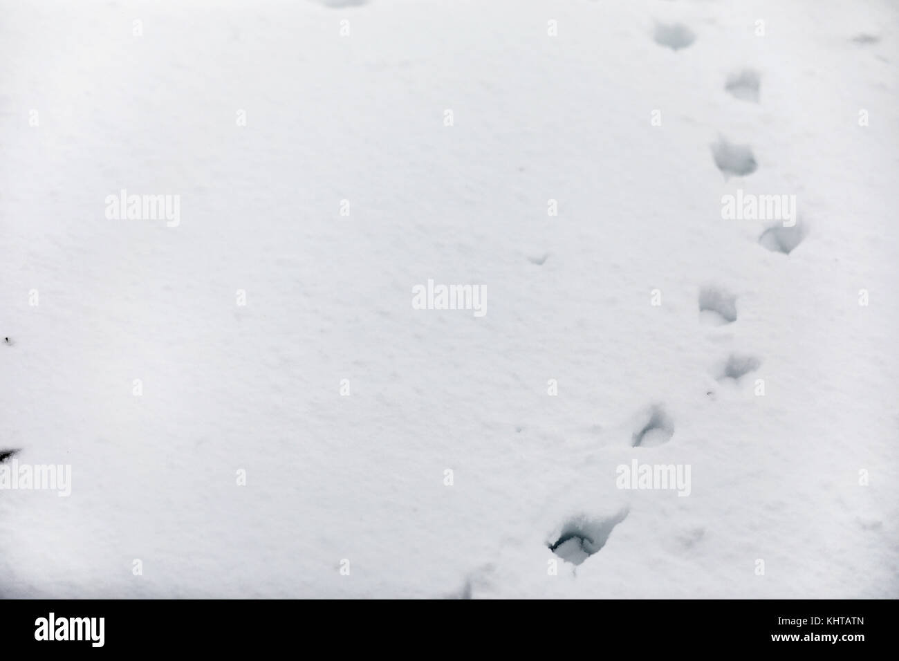 Footprints in the snow. Footprints on the first snow. Imprint of Stock ...