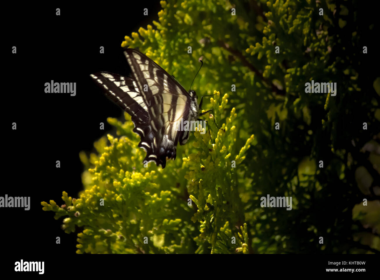 Closeup of a curious white monarch butterfly on a green shrub Stock ...