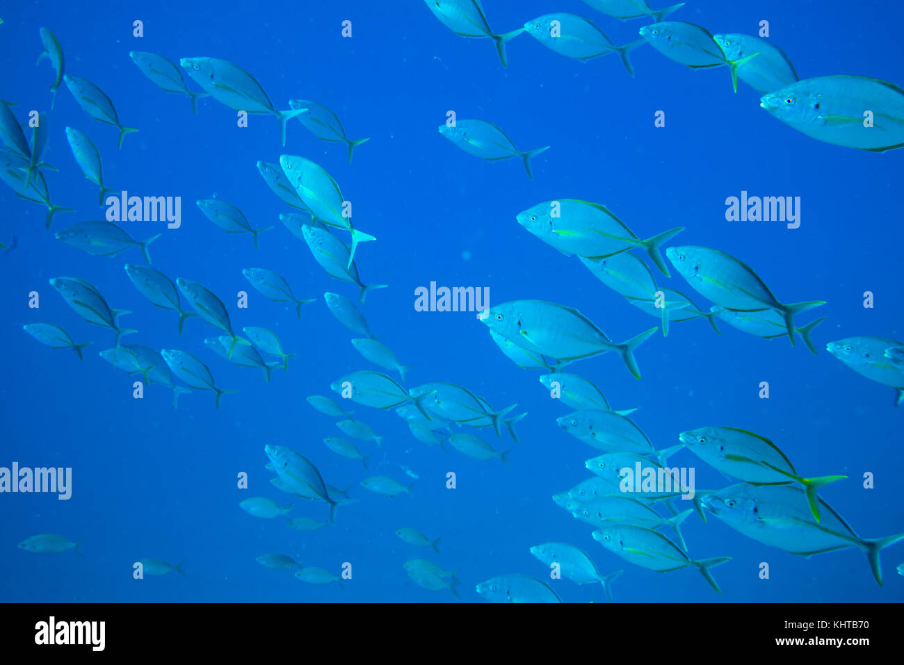 group of fish, ocean, fuerteventura, canary islands Stock Photo - Alamy