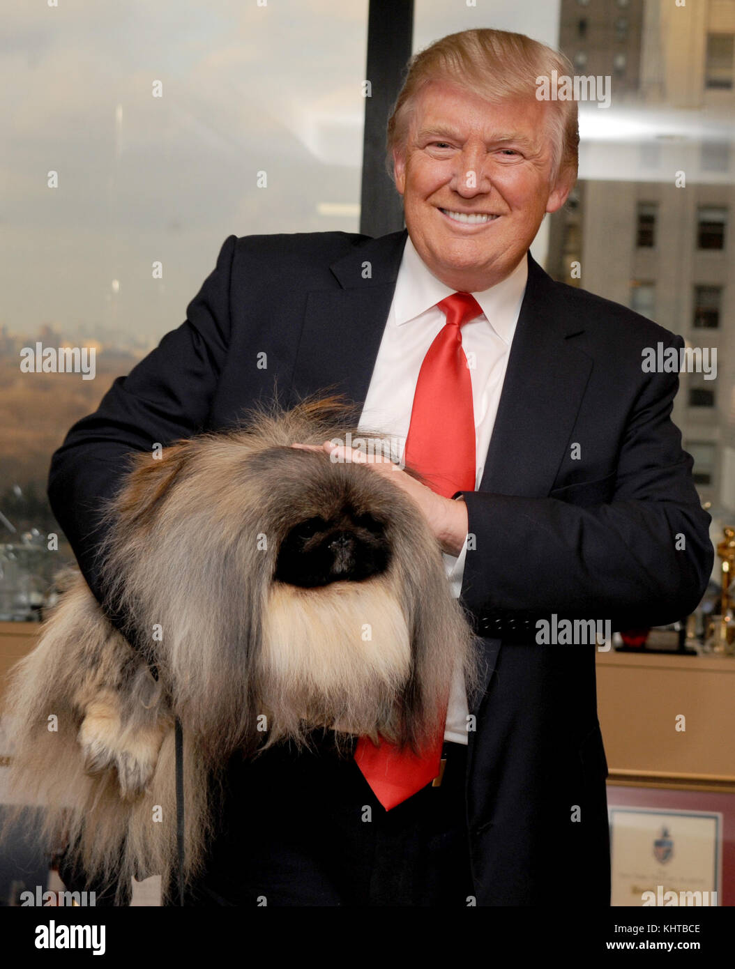Donald trump dog westminster hi-res stock photography and images - Alamy