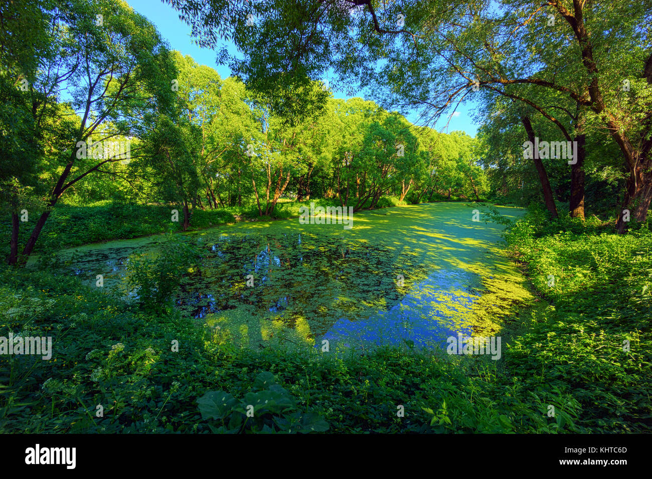 Overgrown pond landscape Stock Photo - Alamy