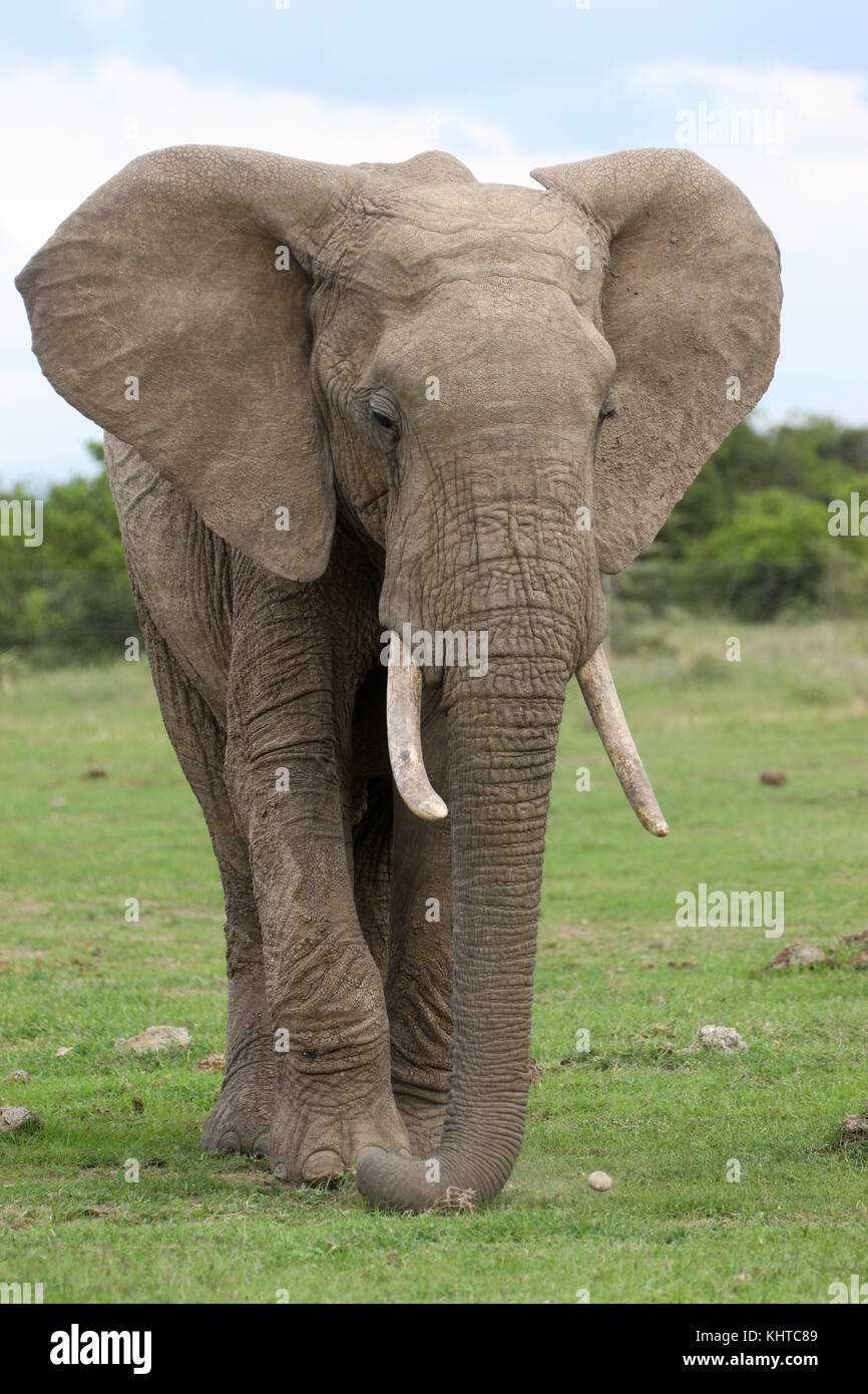 A young male African elephant (Loxodonta africana). Ol Pejeta ...