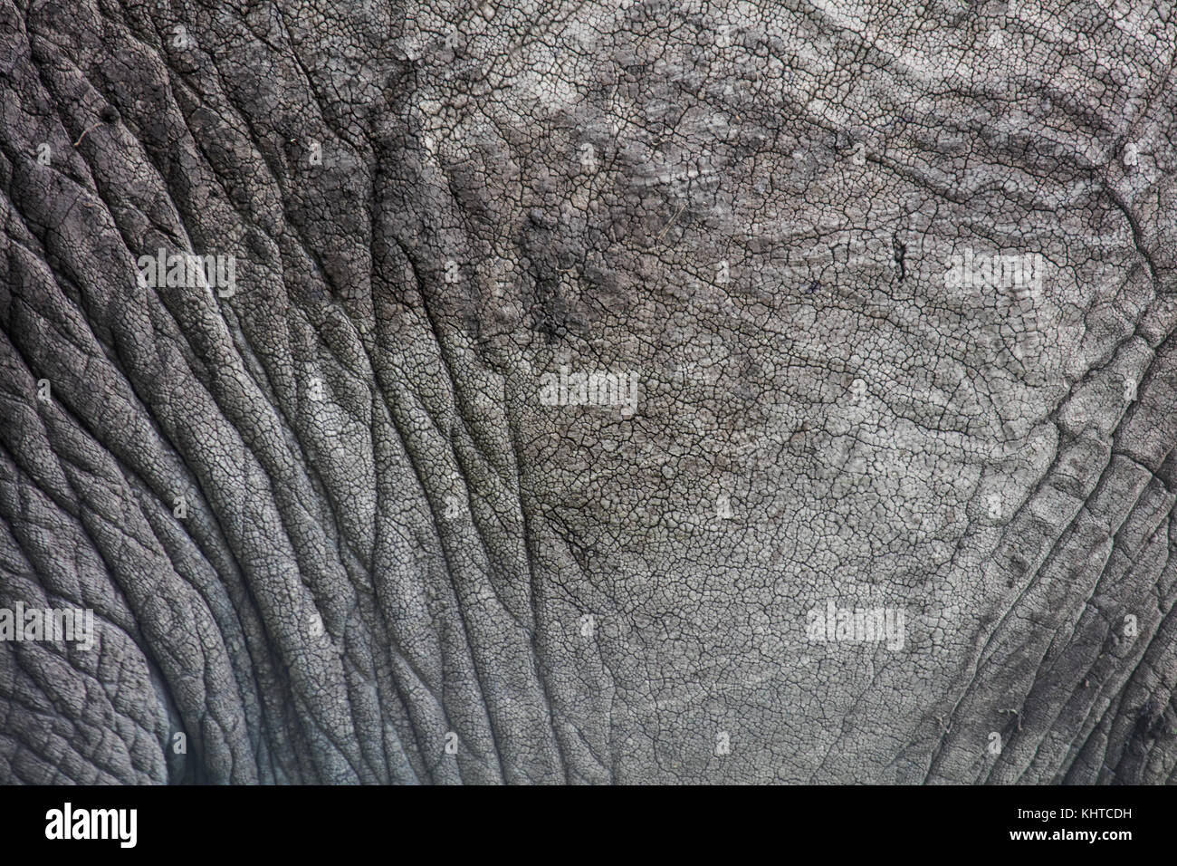 Close-up of the skin of an African elephant (Loxodonta africana). Ol ...