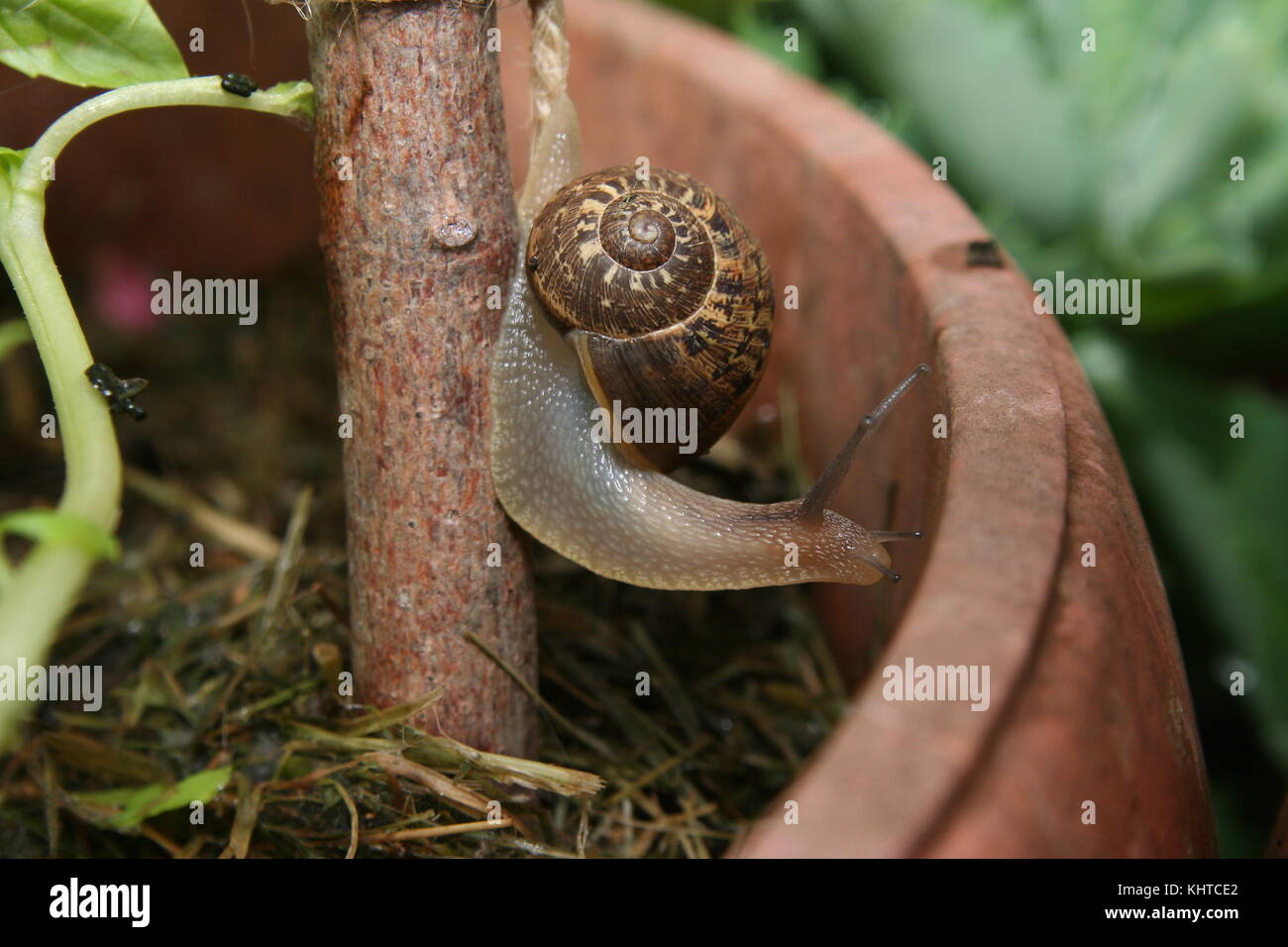 Common Garden Snail Stock Photo - Alamy