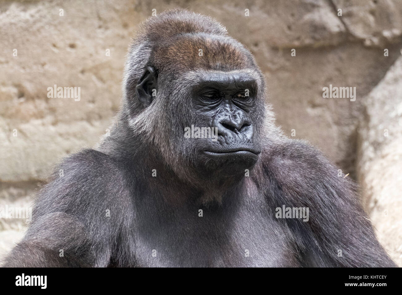 Gorilla side profile hi-res stock photography and images - Alamy