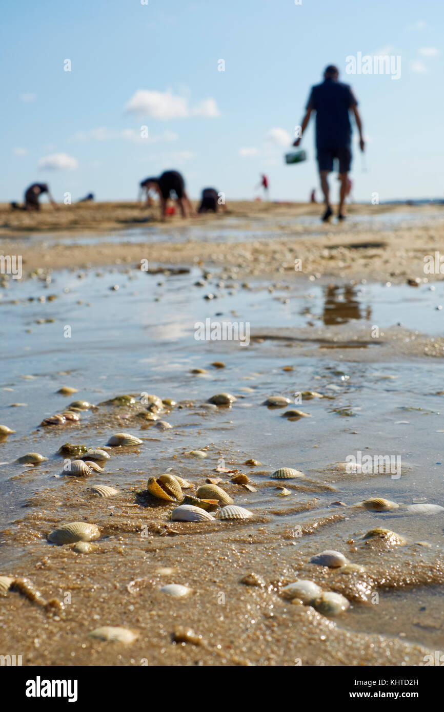 Cockle picking at low tide in Le Croisic on the Guerande Peninsula in ...