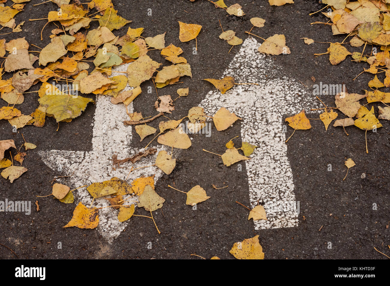 Autumn Leaves On The Asphalt Concrete Pavement Stock Photo - Alamy